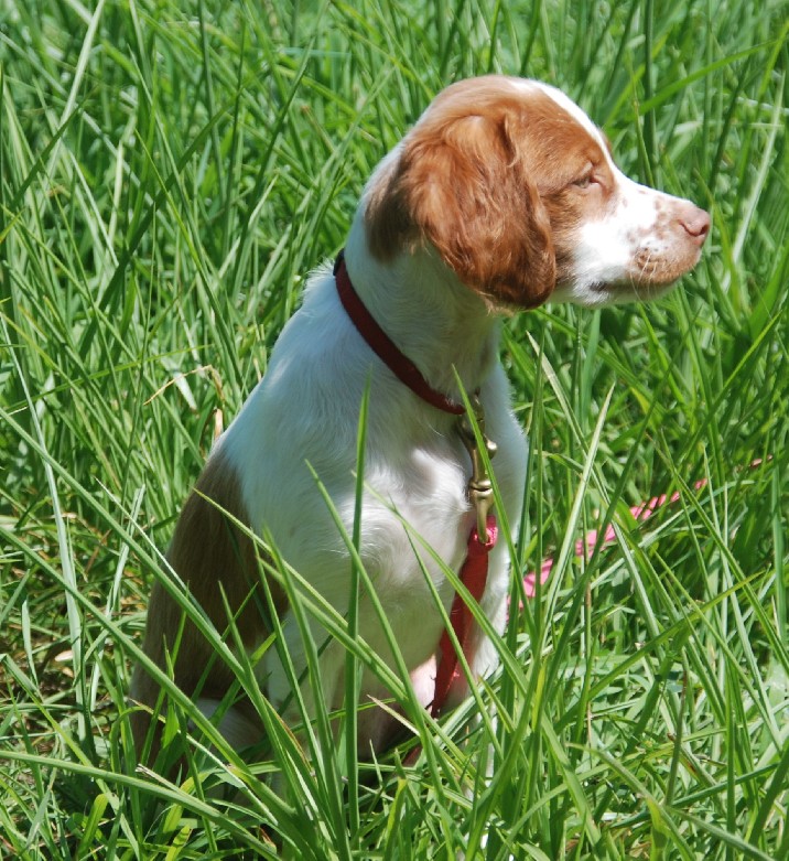 GINGER