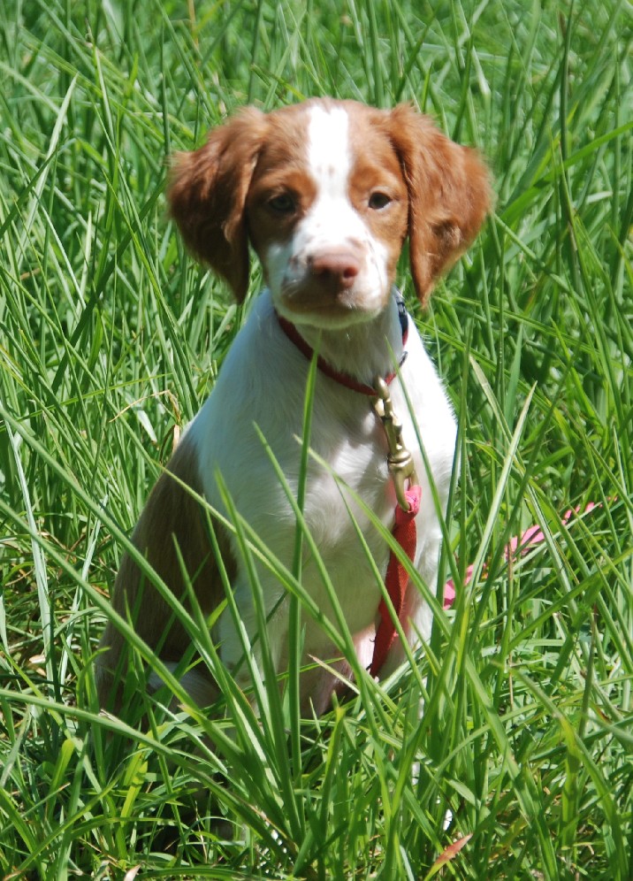 GINGER